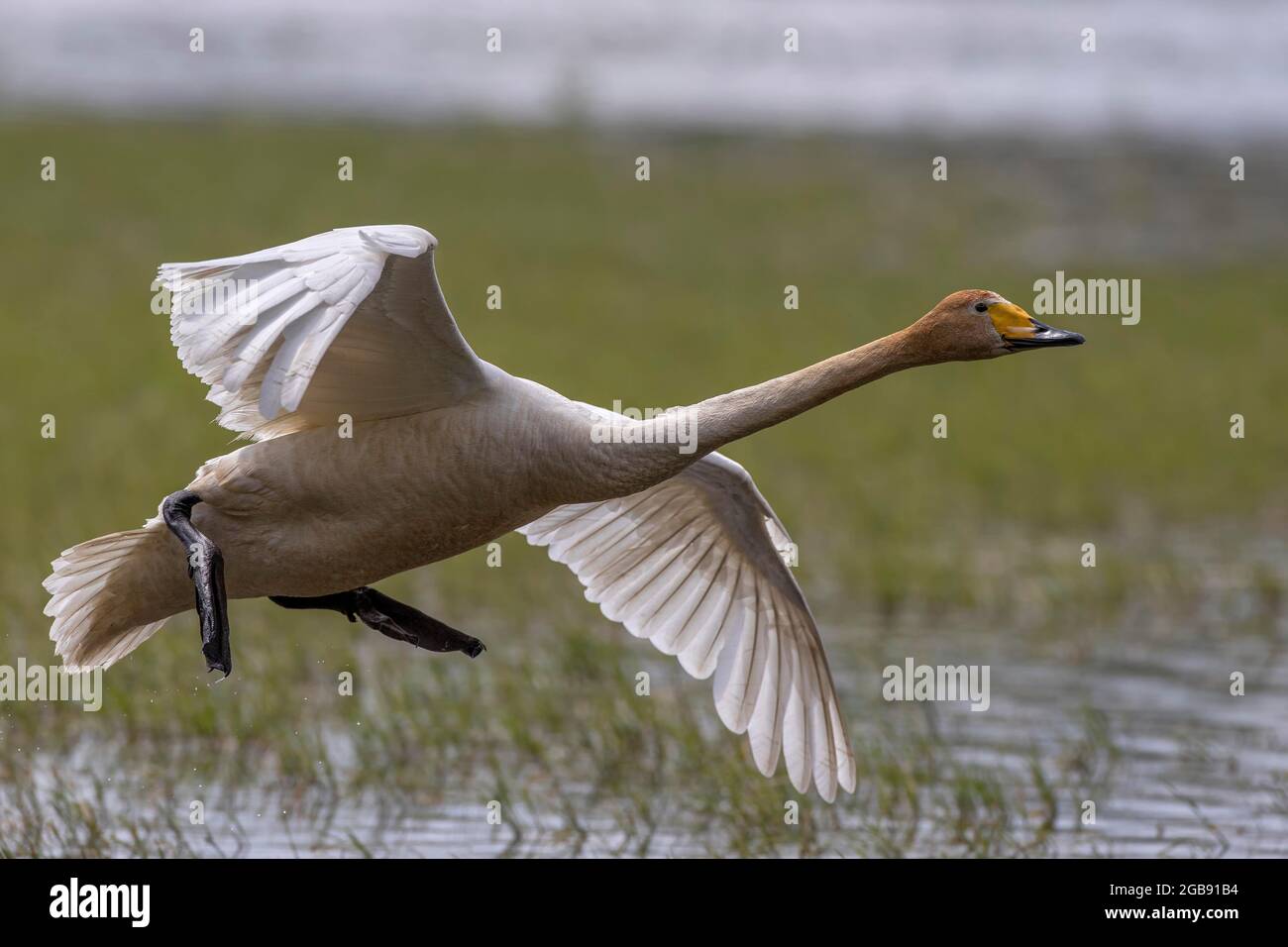 Whooper swan (Cygnus cygnus) landing, Lusatia, Saxony, Germany Stock ...
