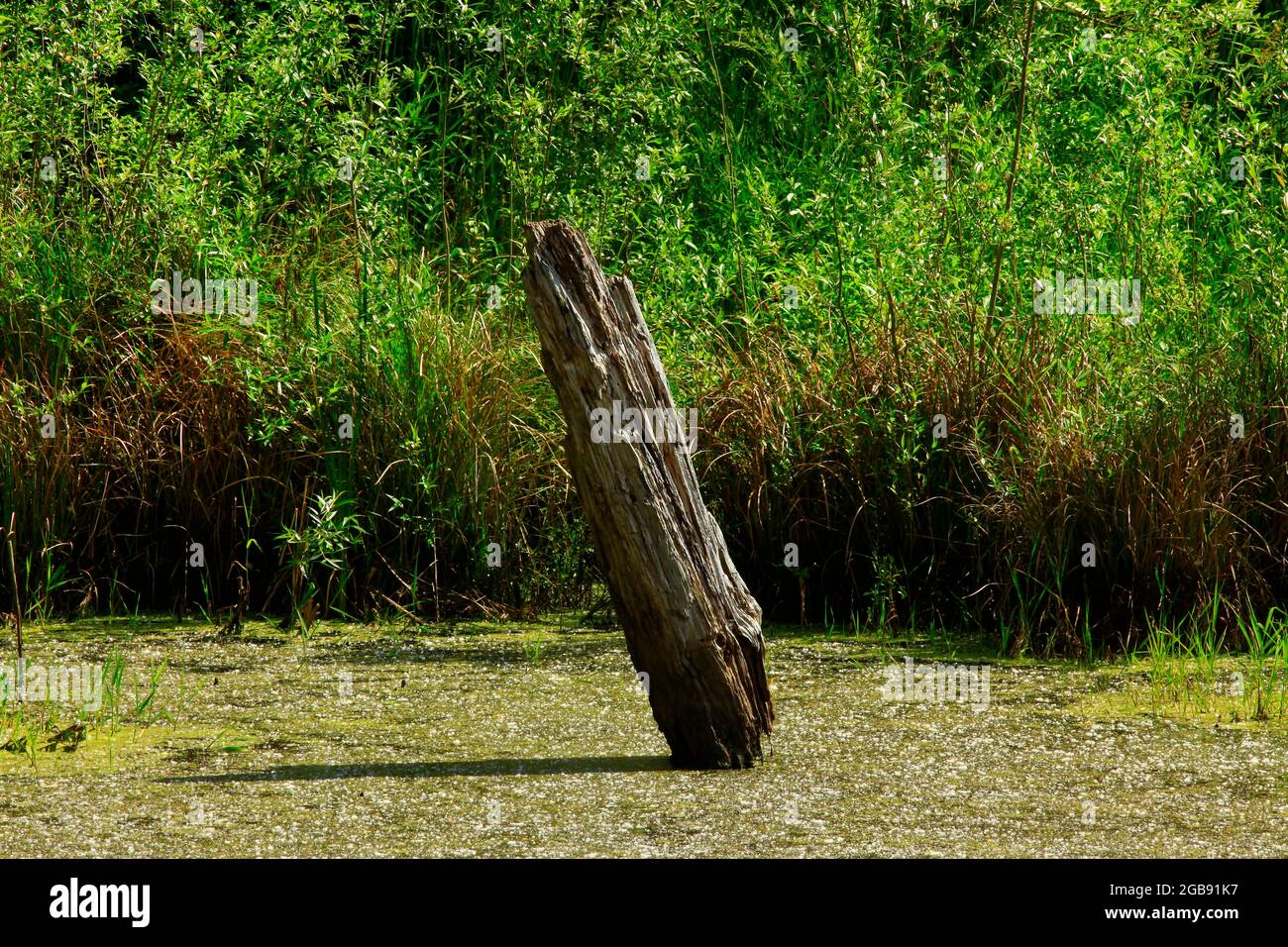 a exterior picture of an Pacific Northwest wetlands with tree stump ...