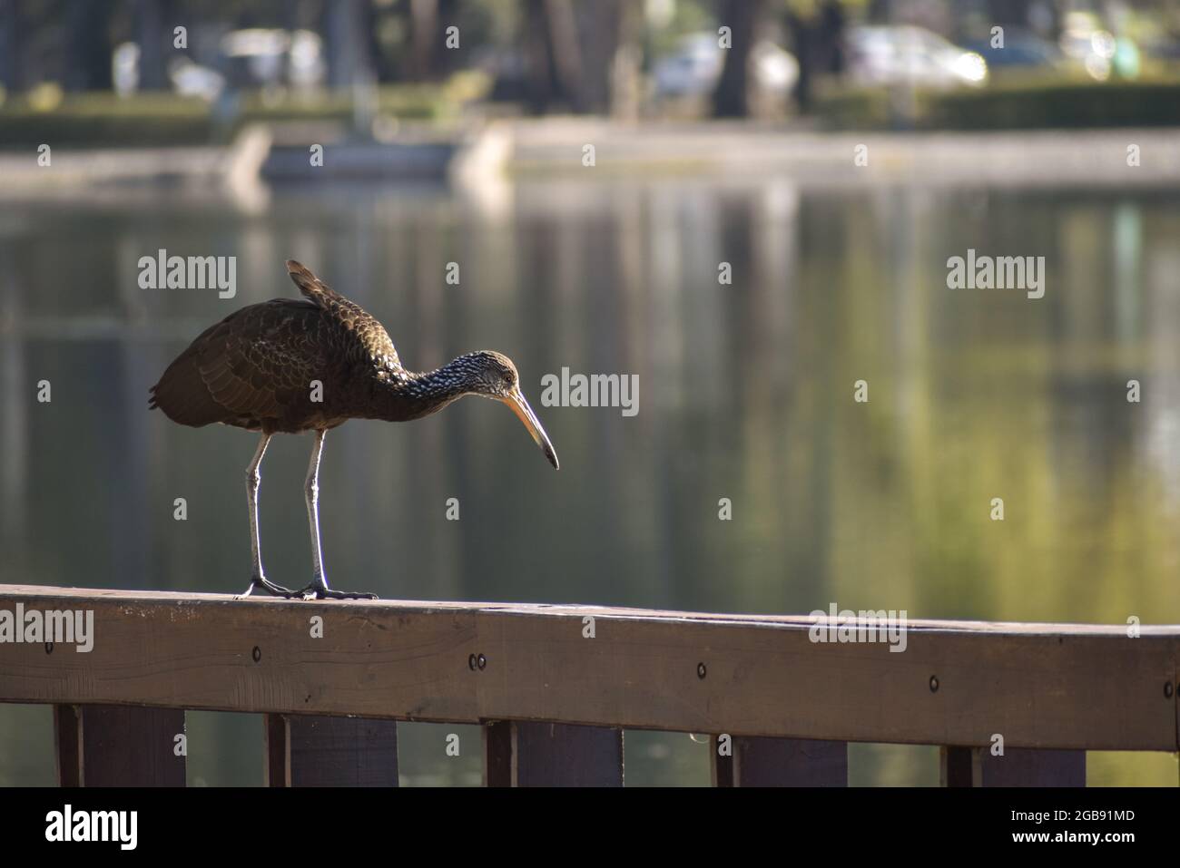 limpkin (Aramus guarauna), also called carrao, courlan, and crying bird ...