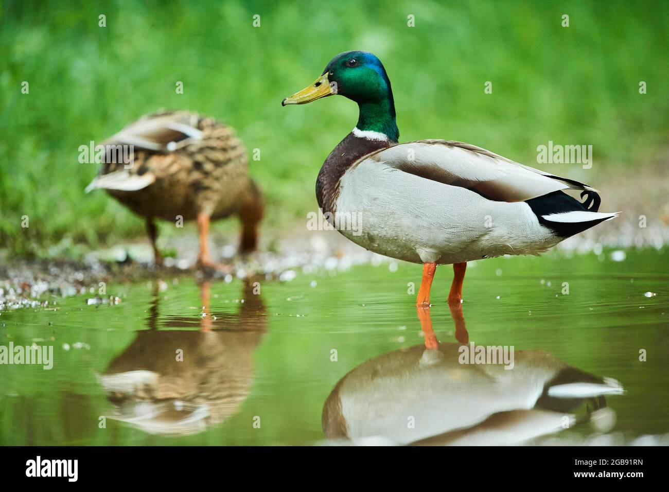 Puddle duck hi-res stock photography and images - Alamy