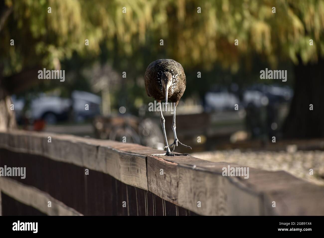 limpkin (Aramus guarauna), also called carrao, courlan, and crying bird ...