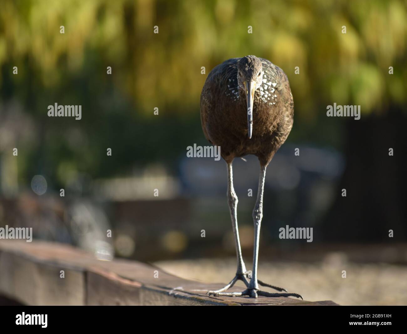 Lago de regatas High Resolution Stock Photography and Images - Alamy