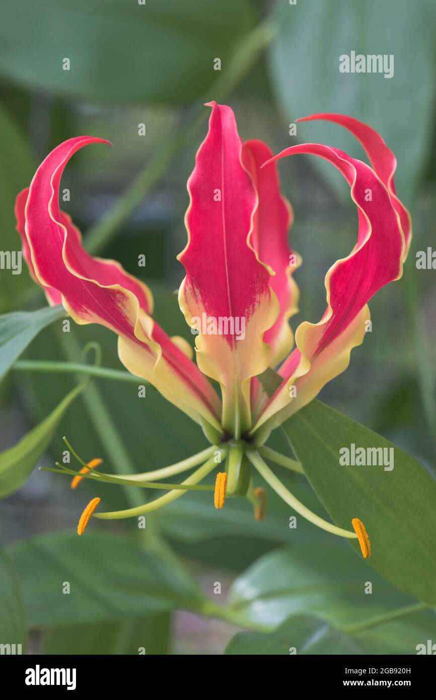 Flame lily gloriosa superba hi-res stock photography and images - Alamy