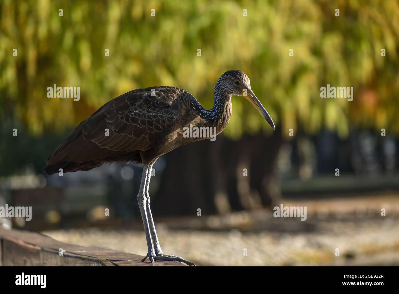 limpkin (Aramus guarauna), also called carrao, courlan, and crying bird ...