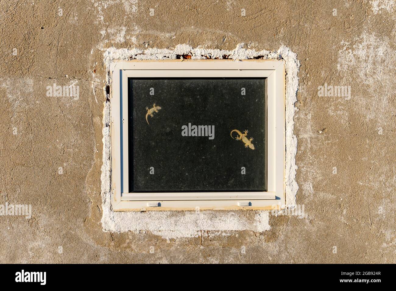 Two geckos on the window of unfinished house, Algarve, Portugal Stock ...