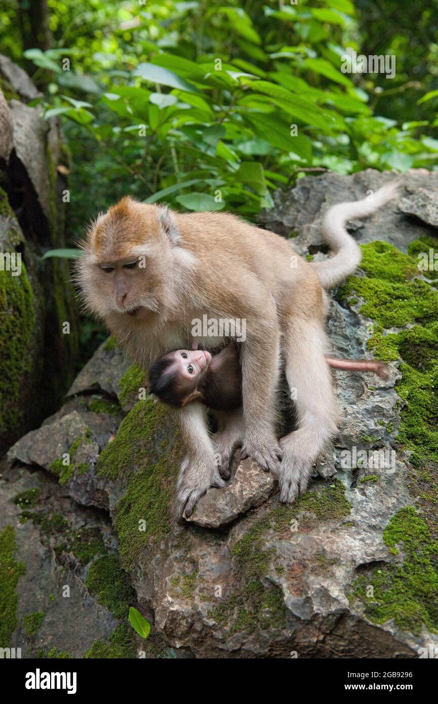 Female Crab-eating macaque (Macaca fascicularis) carrying young, Javan ...