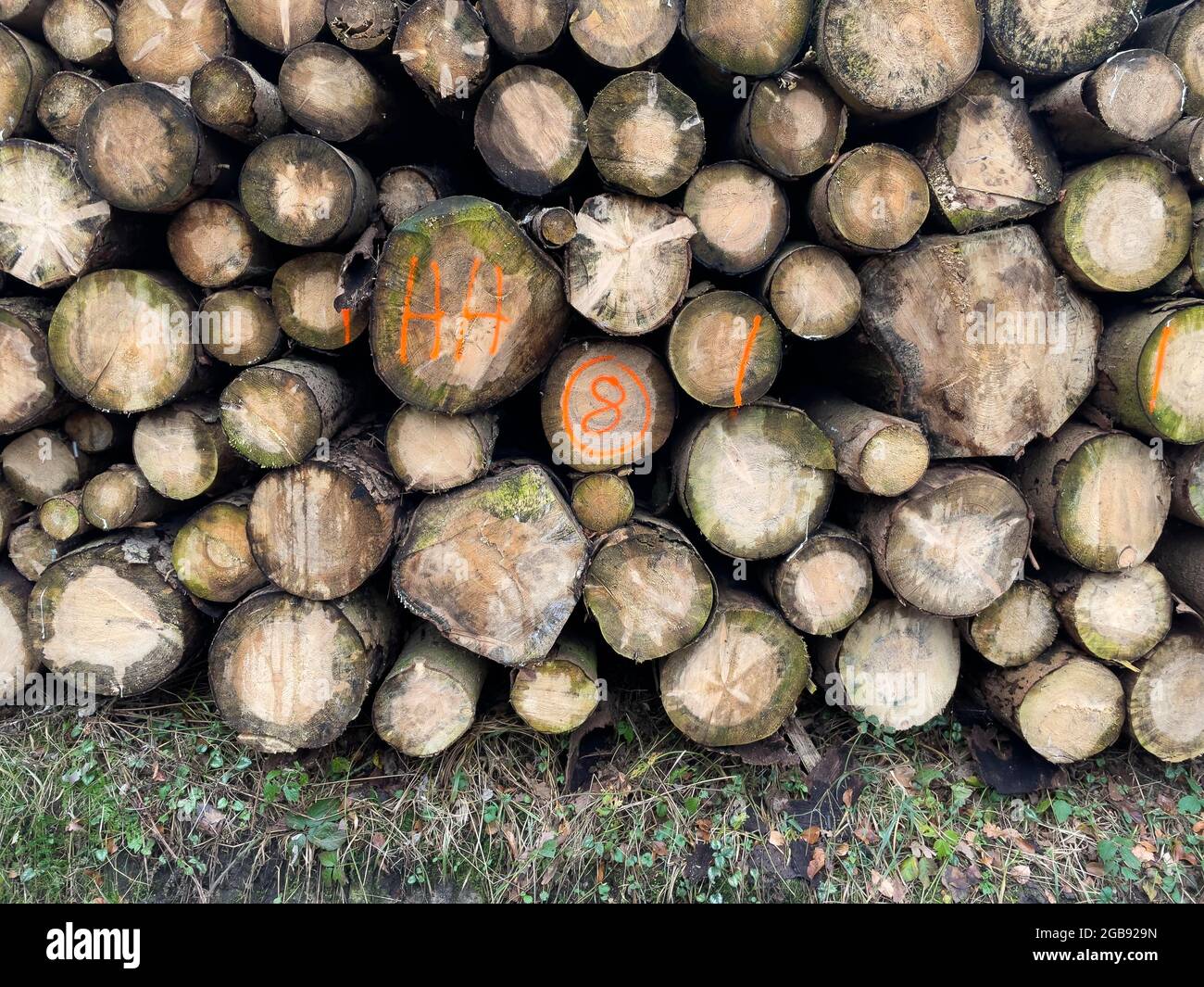 Weather beaten trees hi-res stock photography and images - Alamy