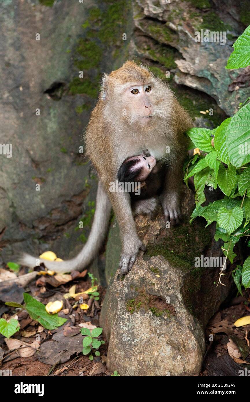 Female Crab-eating macaque (Macaca fascicularis) carrying young, Javan ...