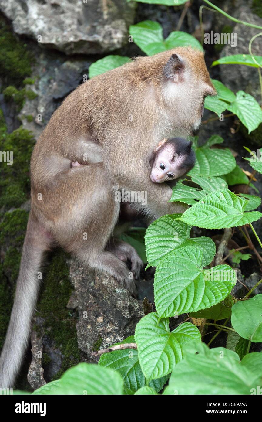 Female Crab-eating macaque (Macaca fascicularis) carrying young, Javan ...