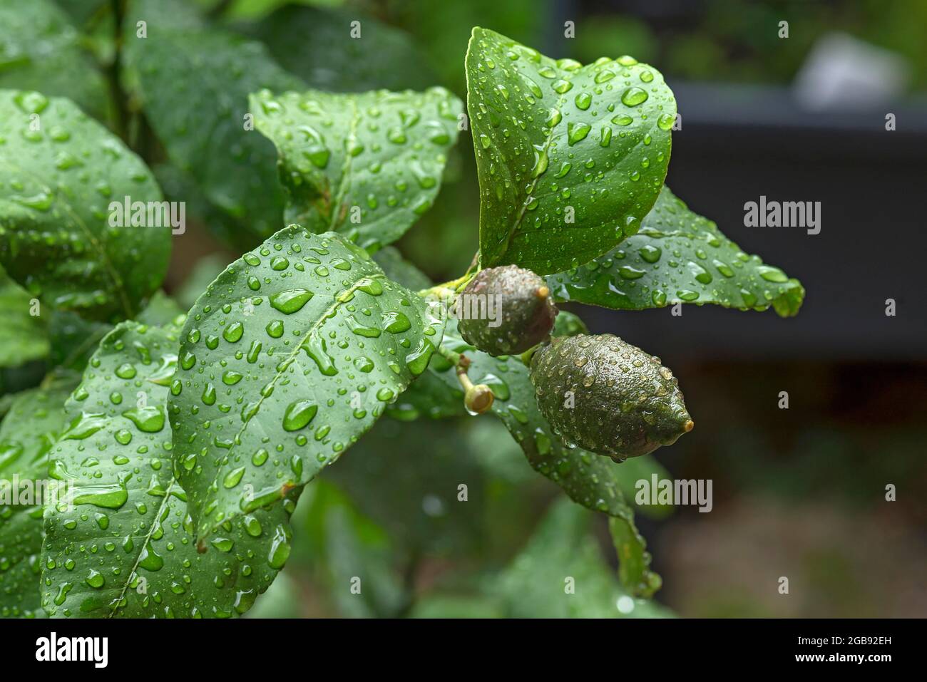 Limon tree hi-res stock photography and images - Alamy