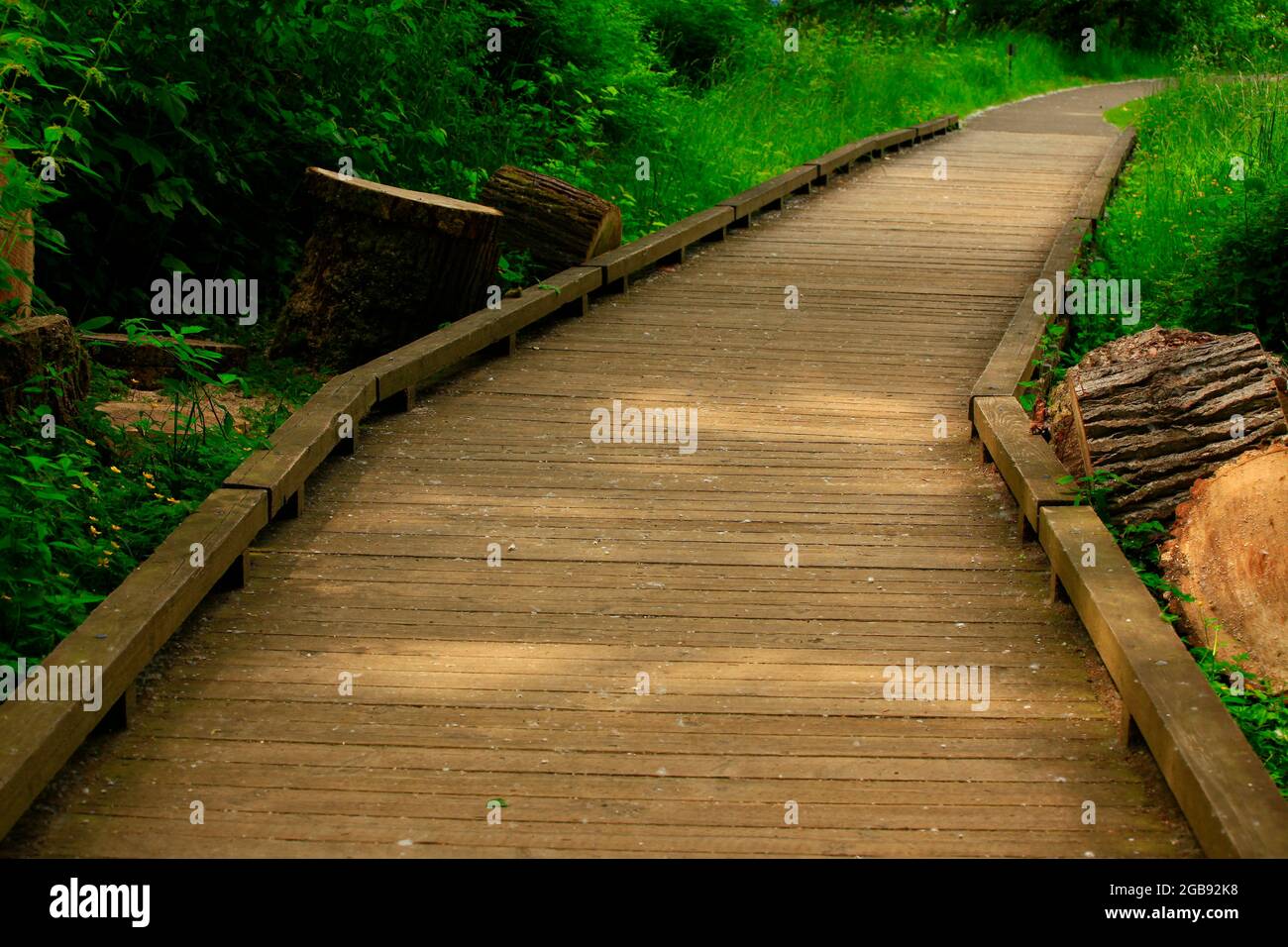 a picture of an Pacific Northwest forest trail Stock Photo - Alamy
