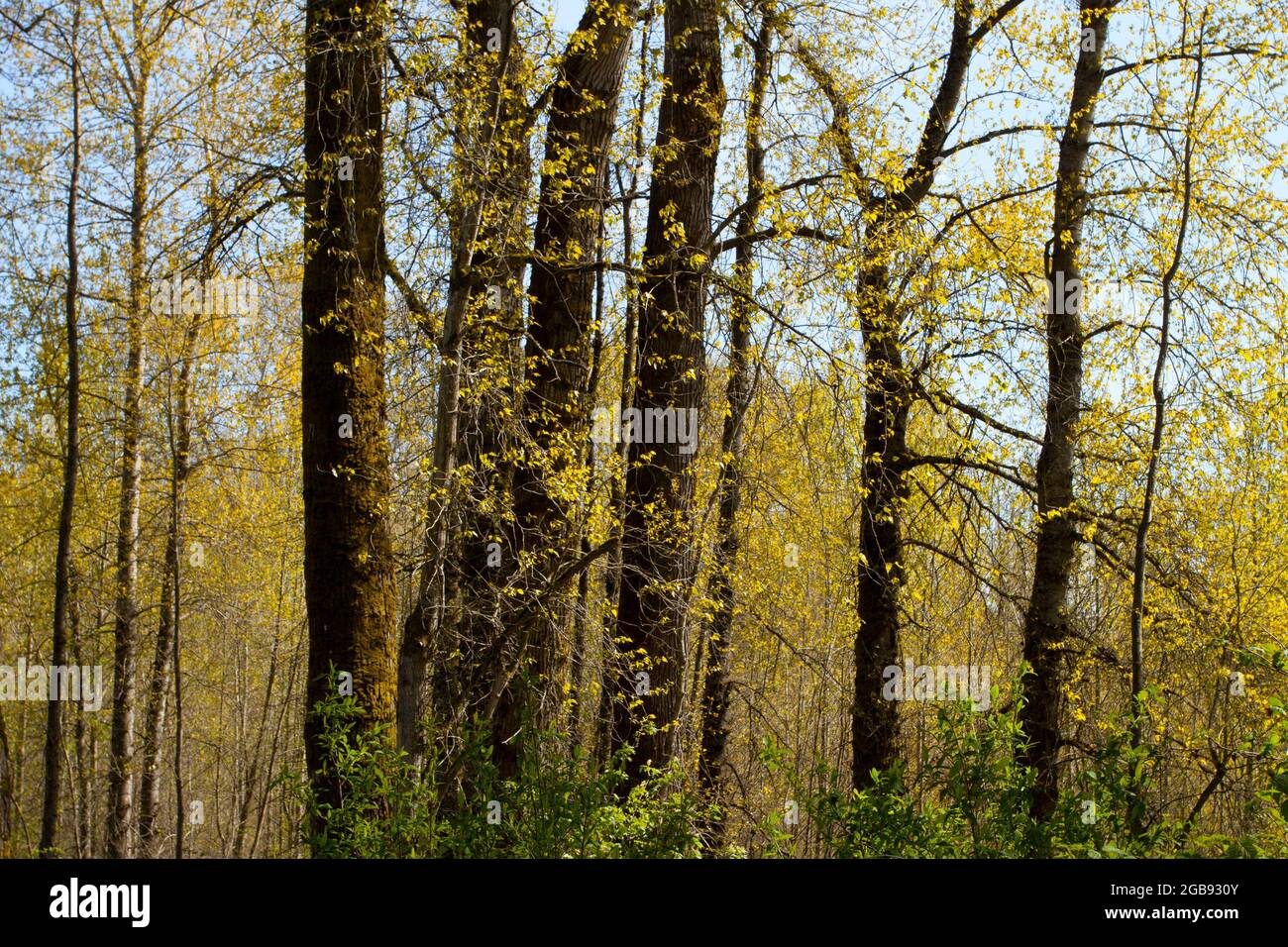a exterior picture of an Pacific Northwest forest with Big leaf maple ...