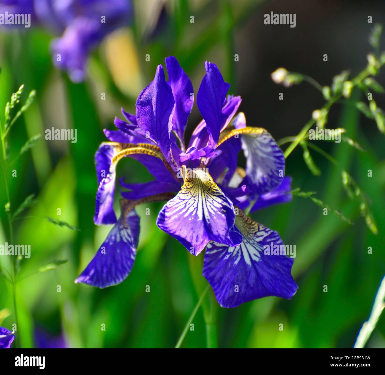 Blue flower of a Siberian iris (Iris sibirica), Raubling, Bavaria ...