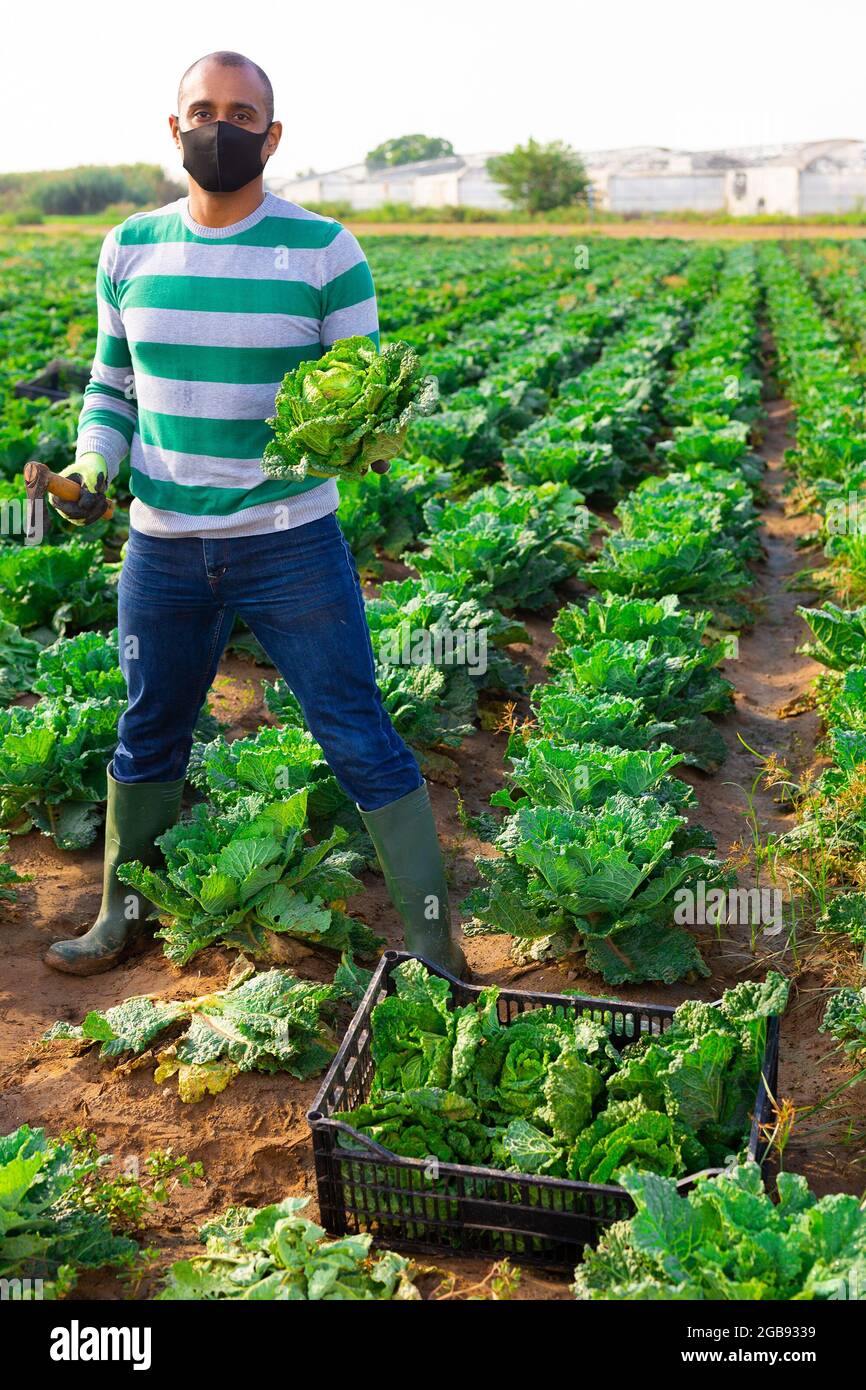 Cabbage head man hi-res stock photography and images - Alamy