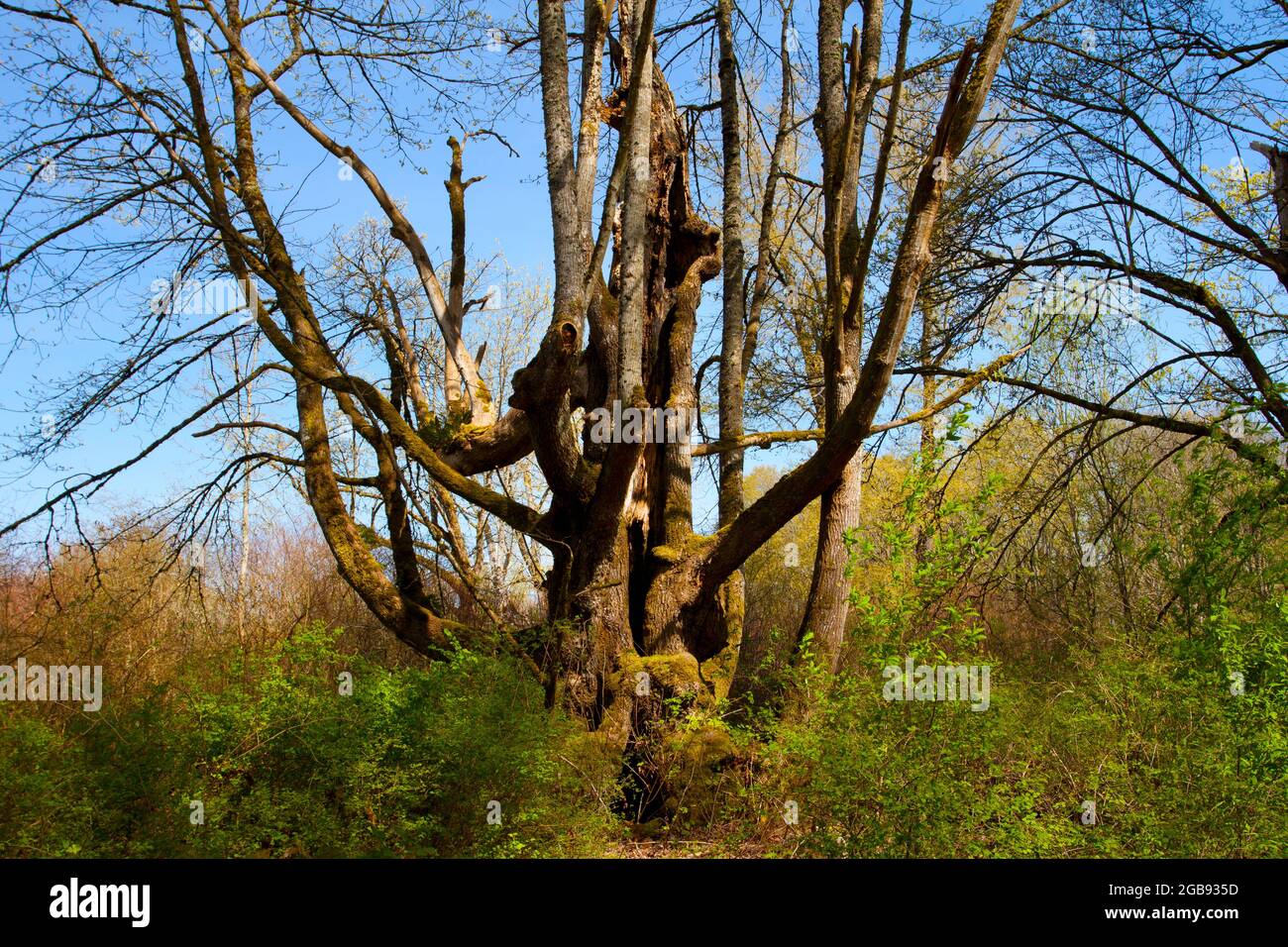 a exterior picture of an Pacific Northwest forest with Big leaf maple ...