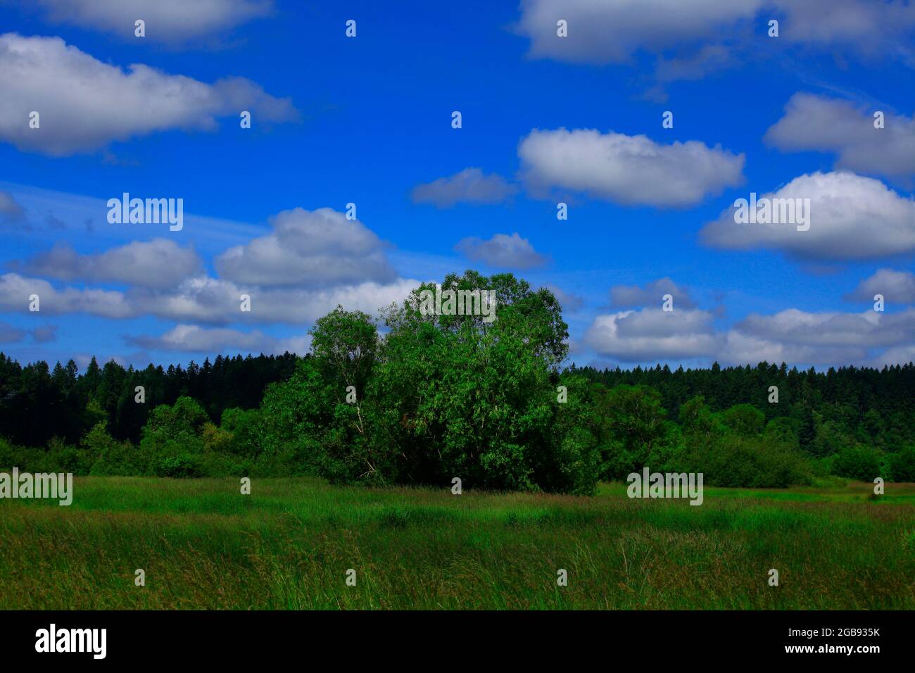 Pacific willow hi-res stock photography and images - Alamy