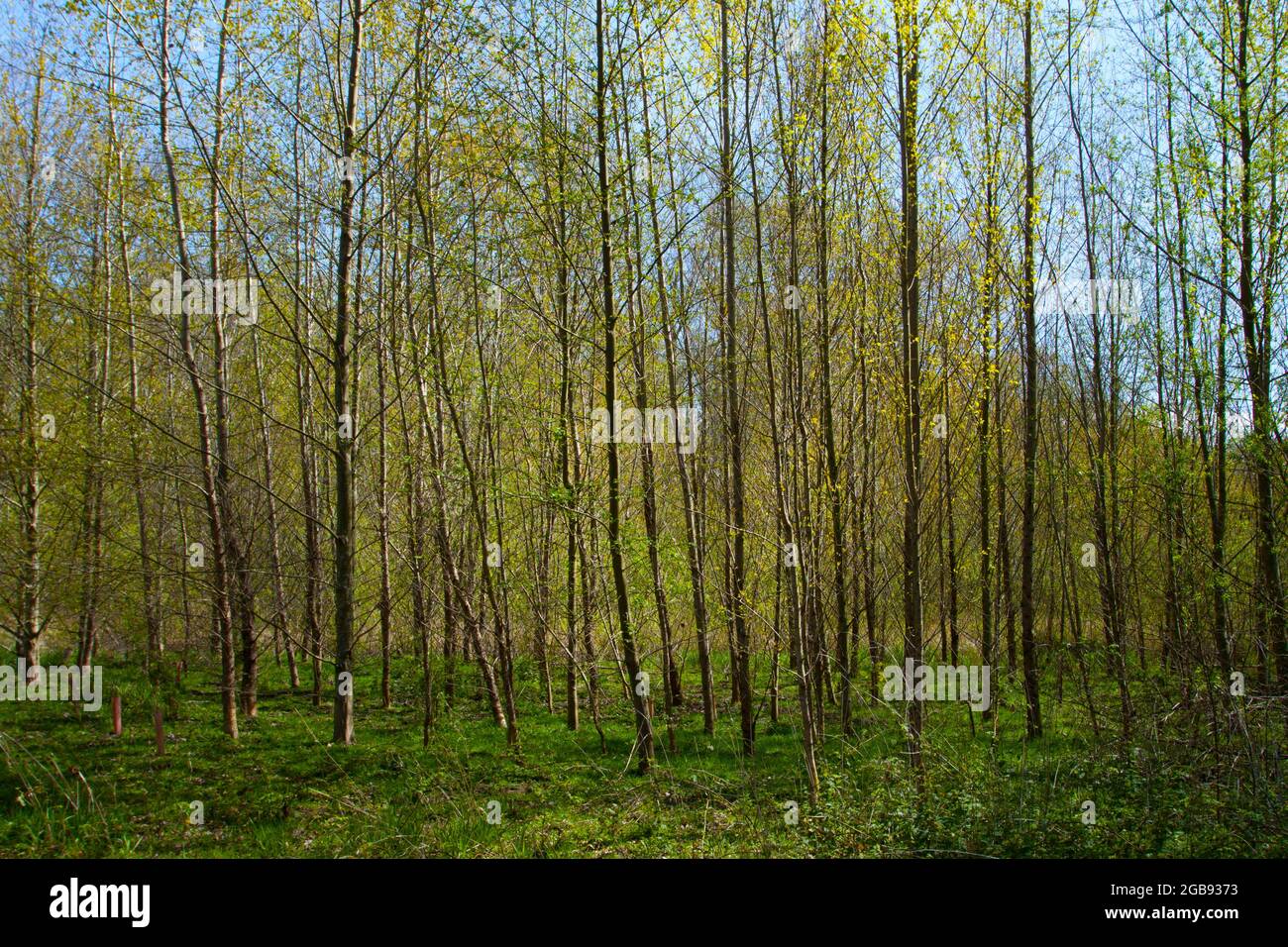 Red alder grove hi-res stock photography and images - Alamy