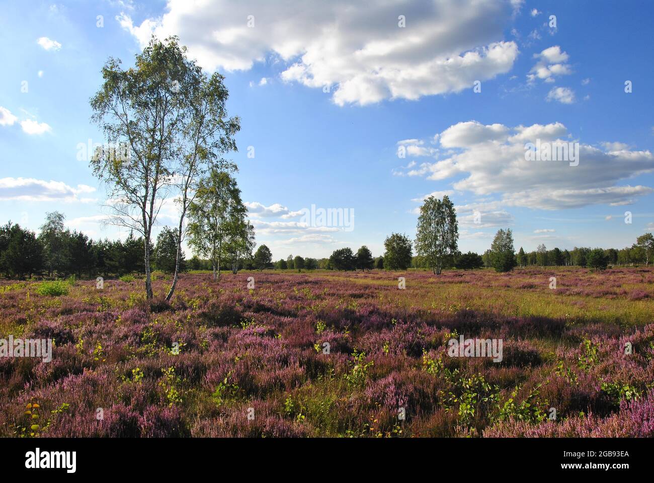 Duebener heide hi-res stock photography and images - Alamy