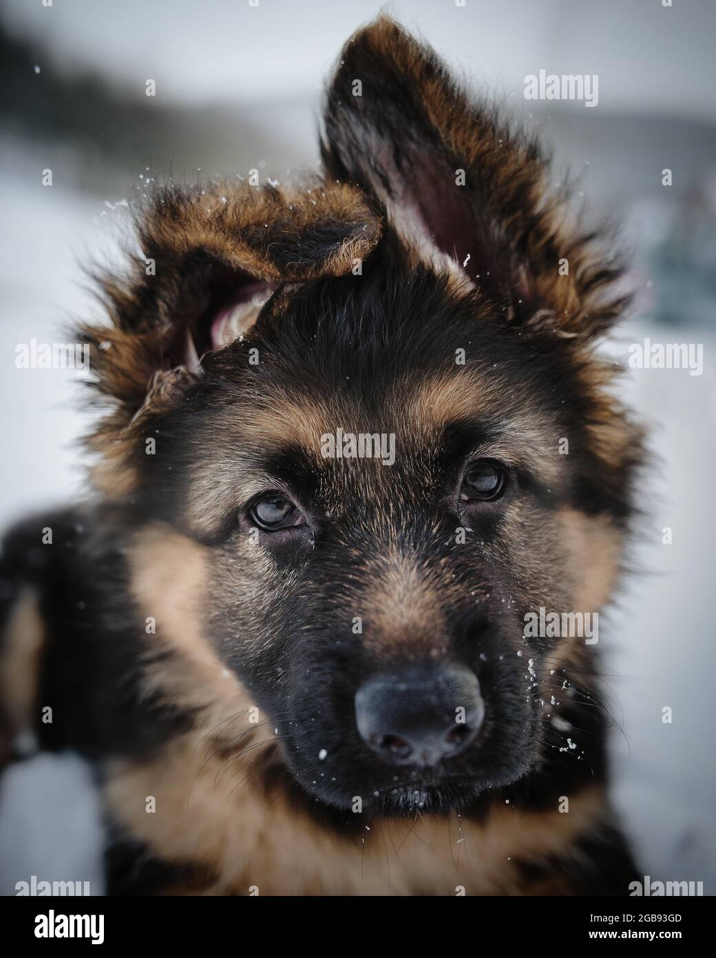 Images Of German Shepherds Face