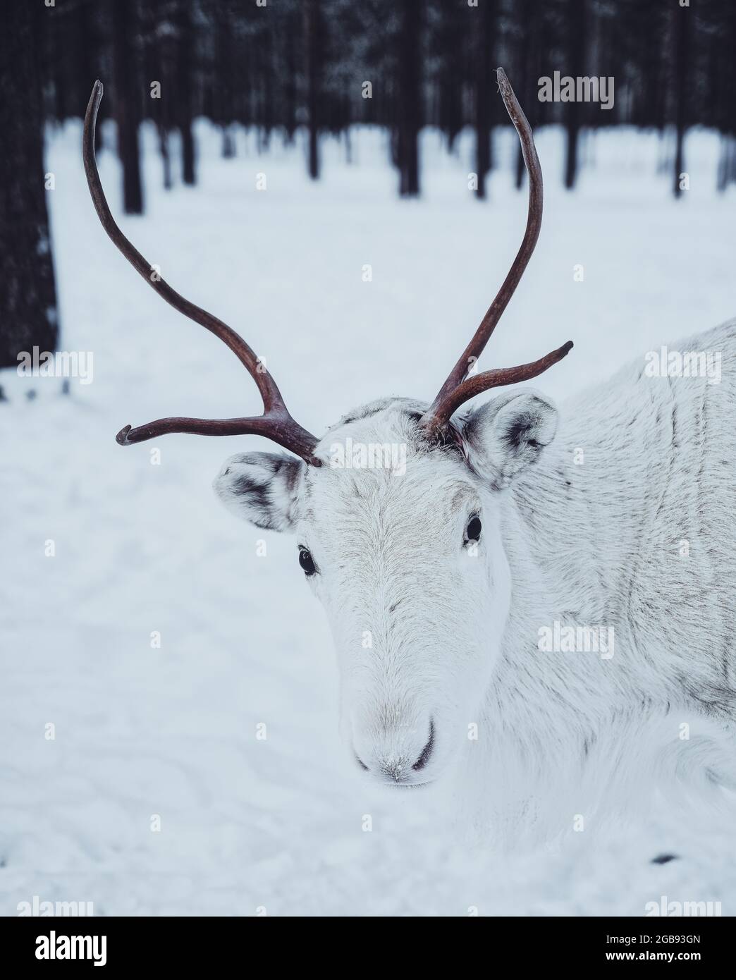 White Reindeer In Snow