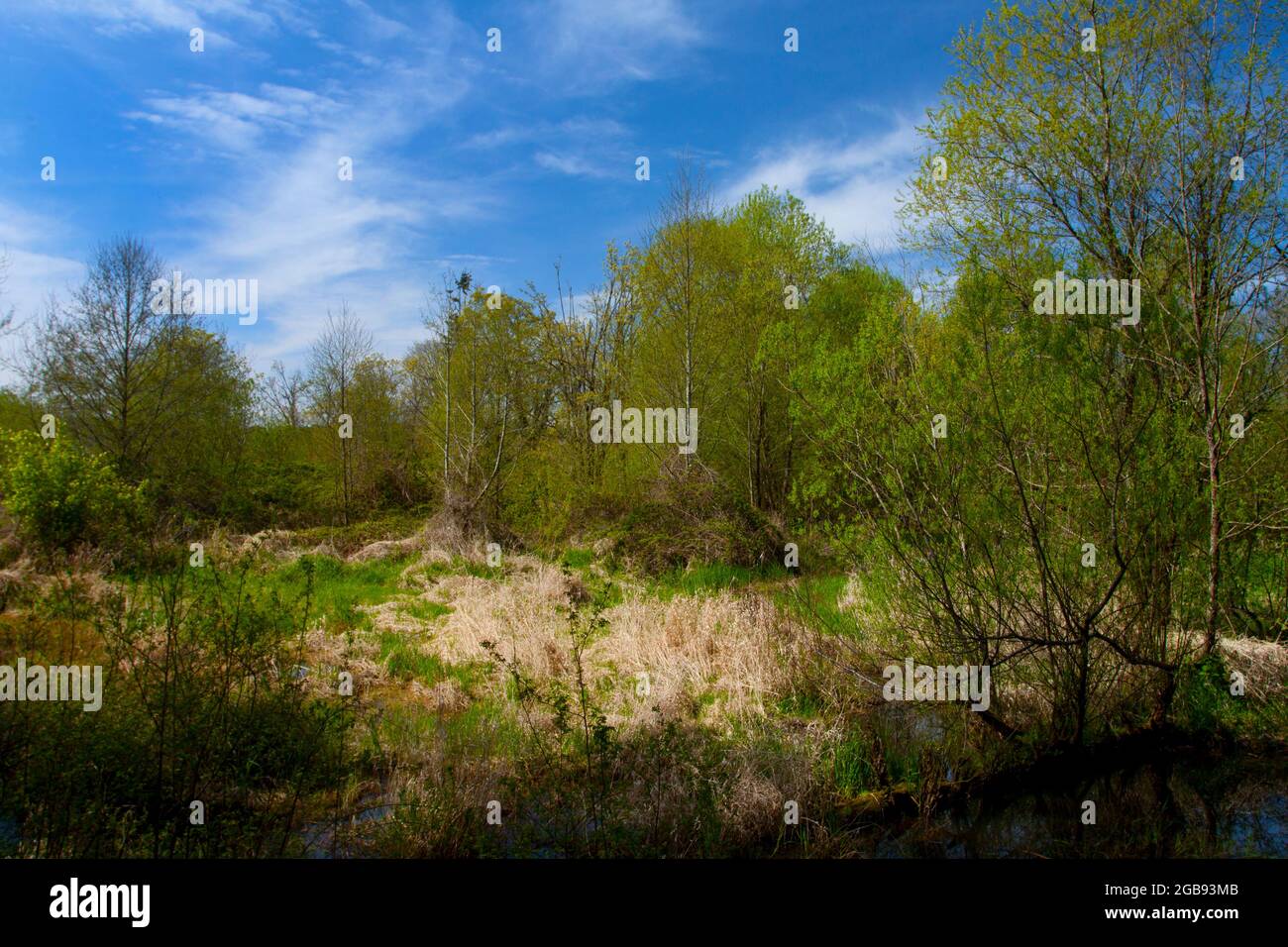 Willow and alder trees hi-res stock photography and images - Alamy