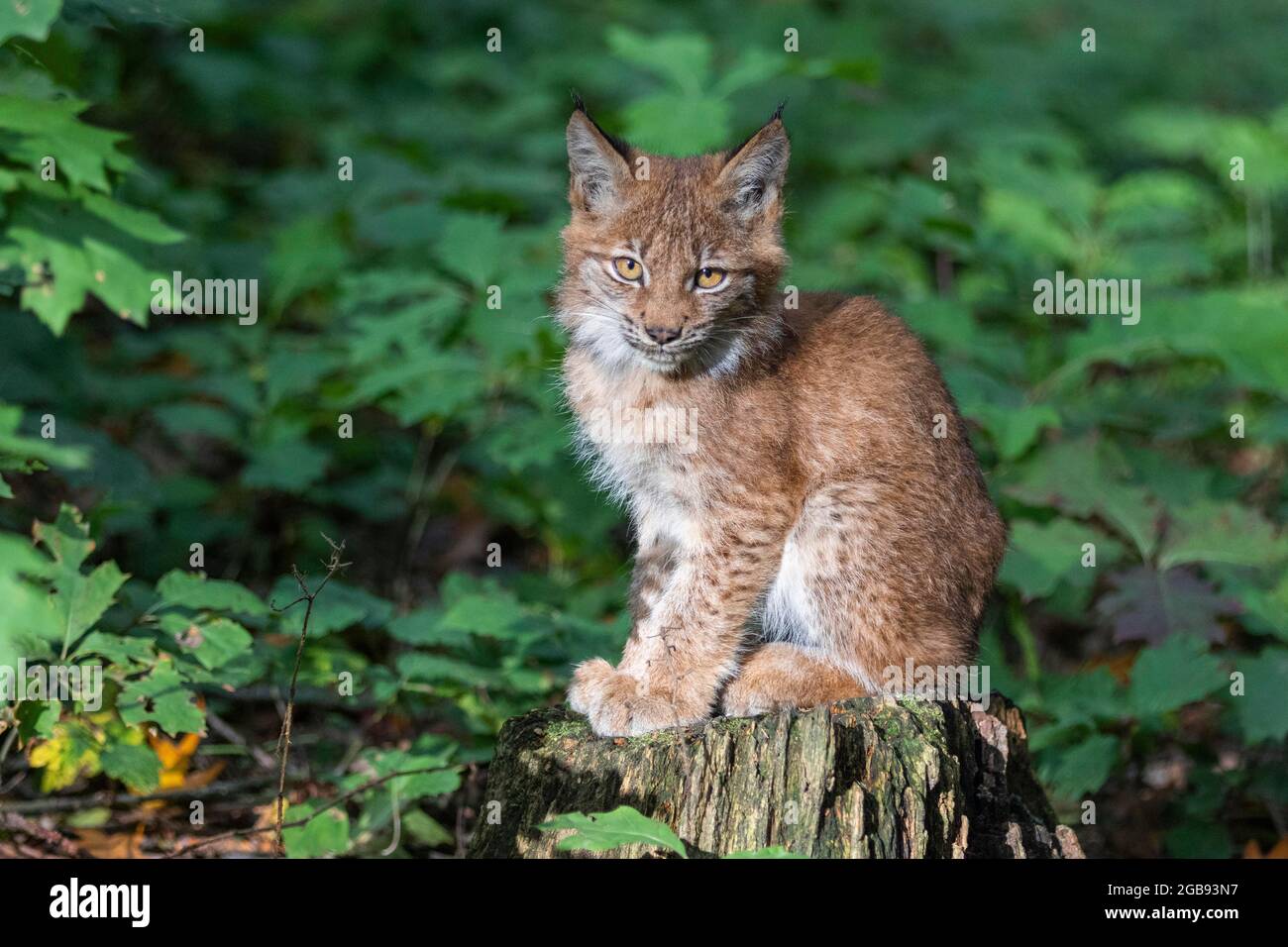 Young lynx in the last Eurasian lynx (Felis lynx), Wildpark Gangelt ...