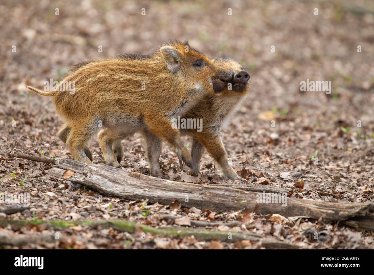 Young Wild boars (Sus scrofa) playfully measure their strength, wild ...