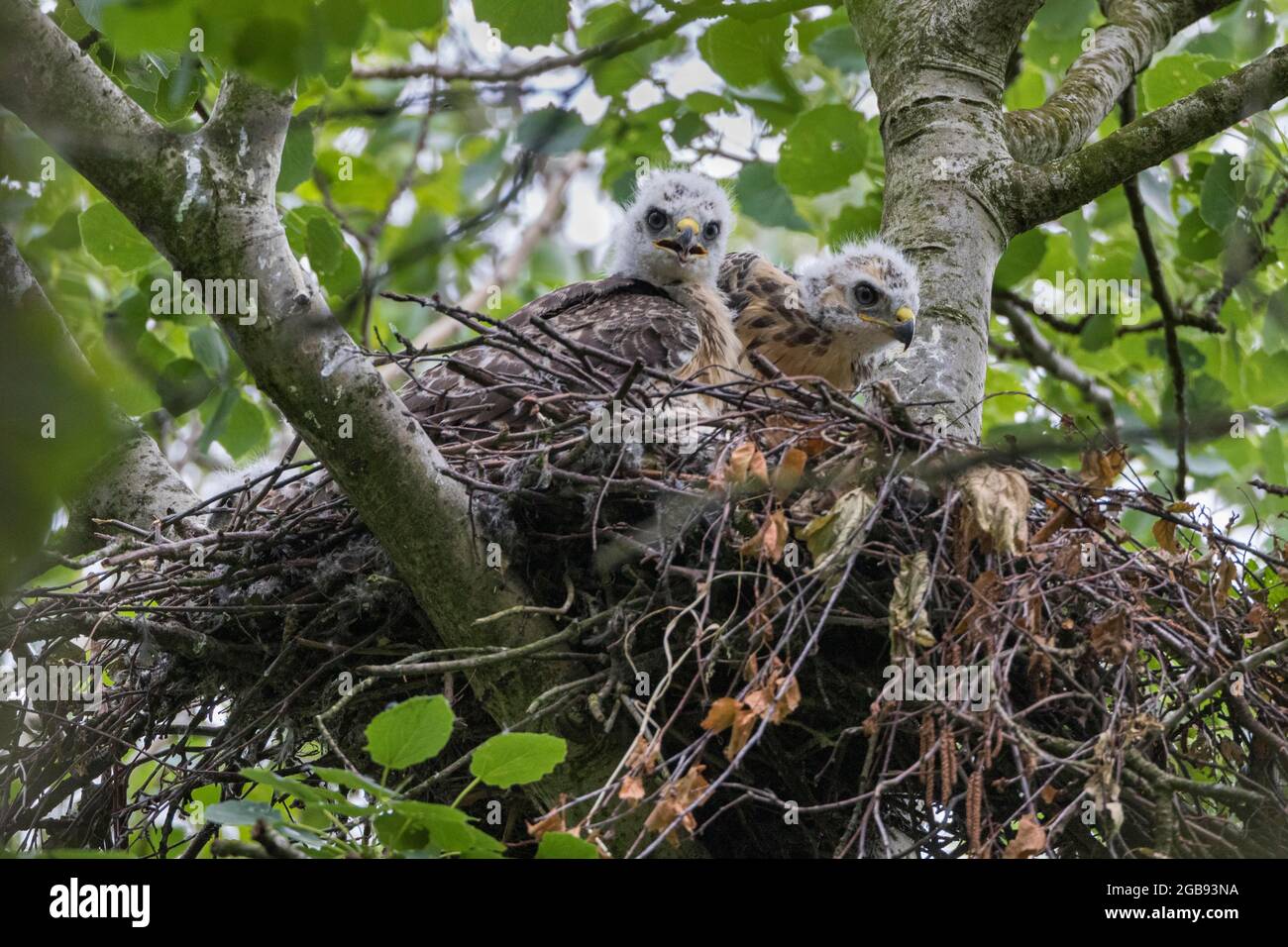 Buzzards nesting behavior hi-res stock photography and images - Alamy