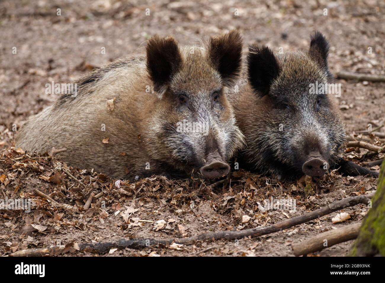 Wild boars (Sus scrofa), wild boar, Germany Stock Photo - Alamy