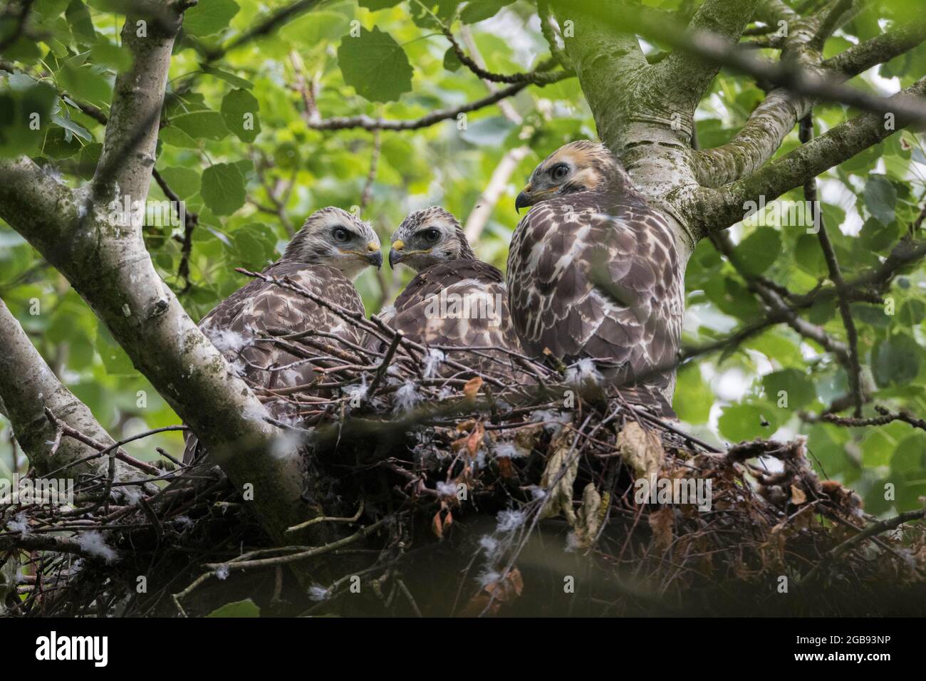 Buzzards nesting behavior hi-res stock photography and images - Alamy