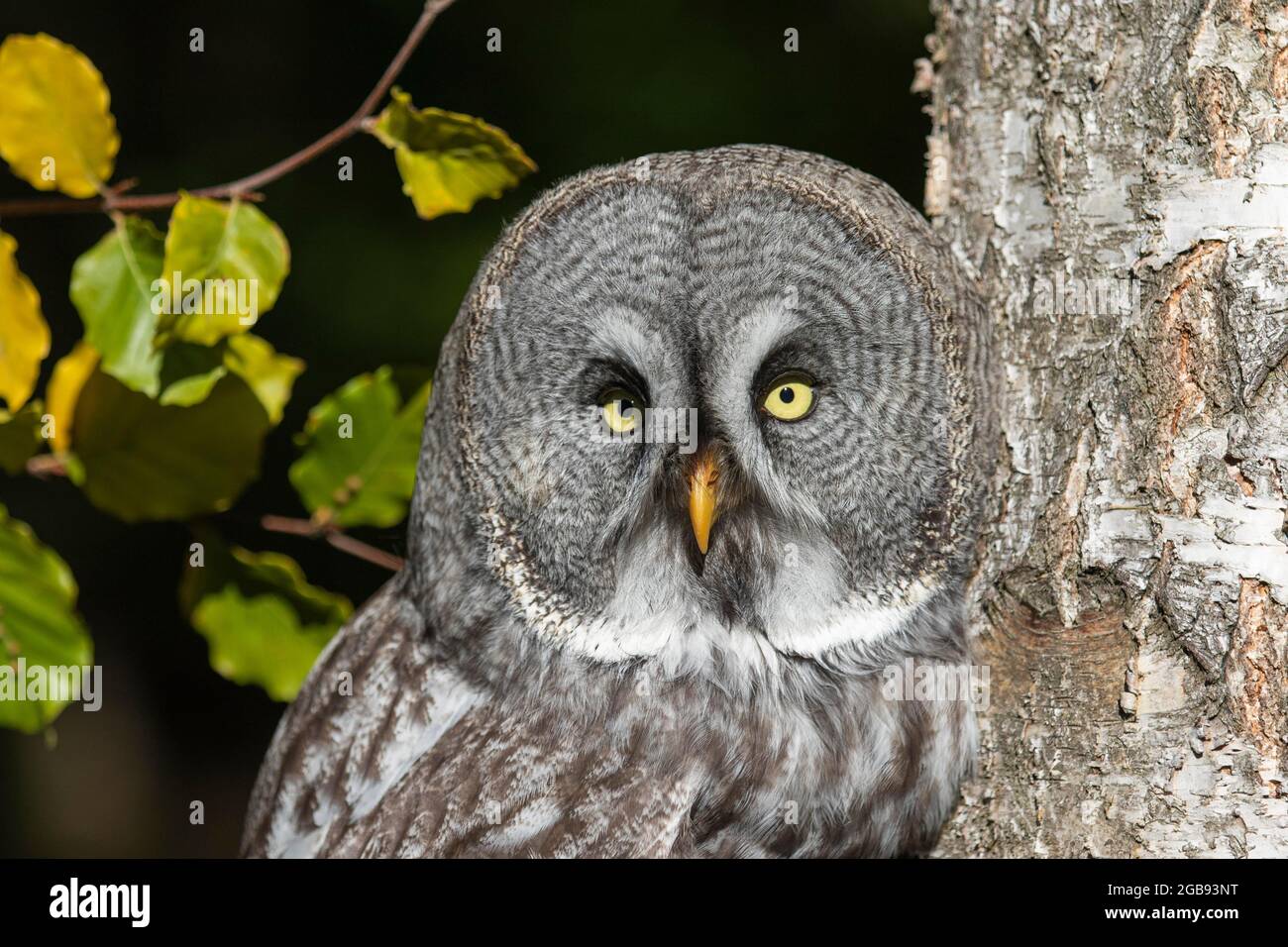 Great grey owl photography hi-res stock photography and images - Alamy