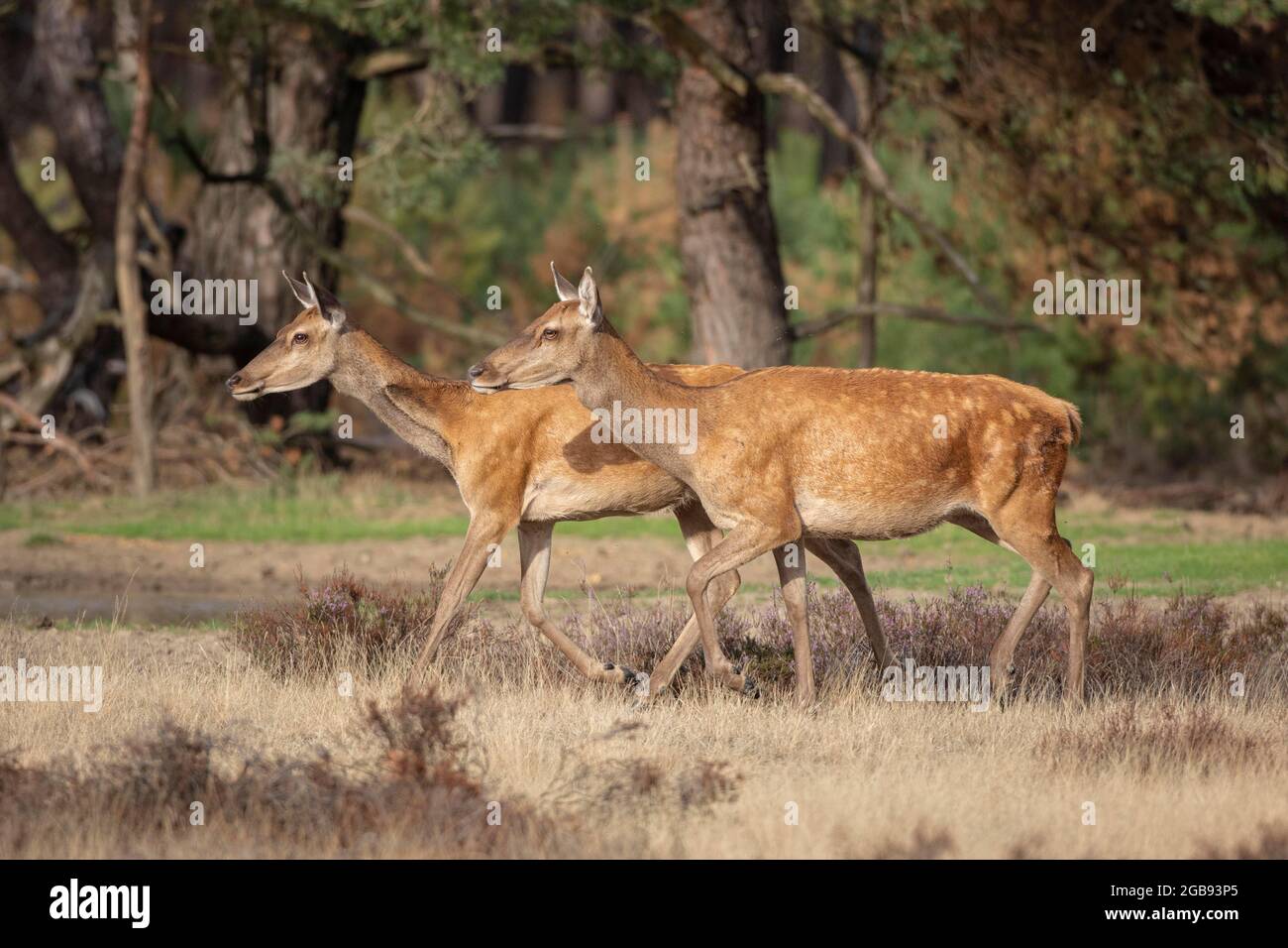 Red deer (Cervus elephus L.), NP Hoge Veluwe, Netherlands Stock Photo ...