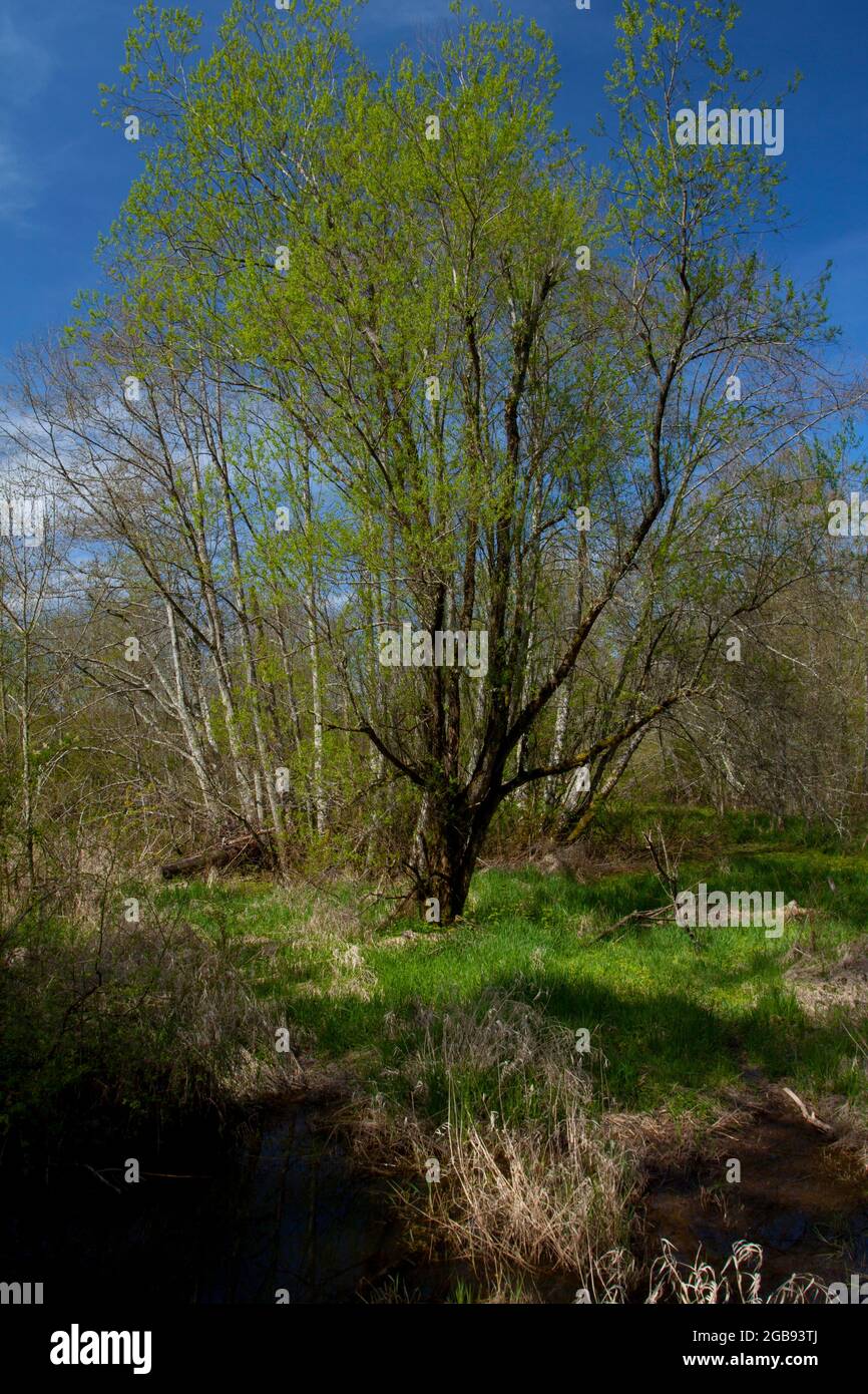 a exterior picture of an Pacific Northwest forest with Red alder trees ...
