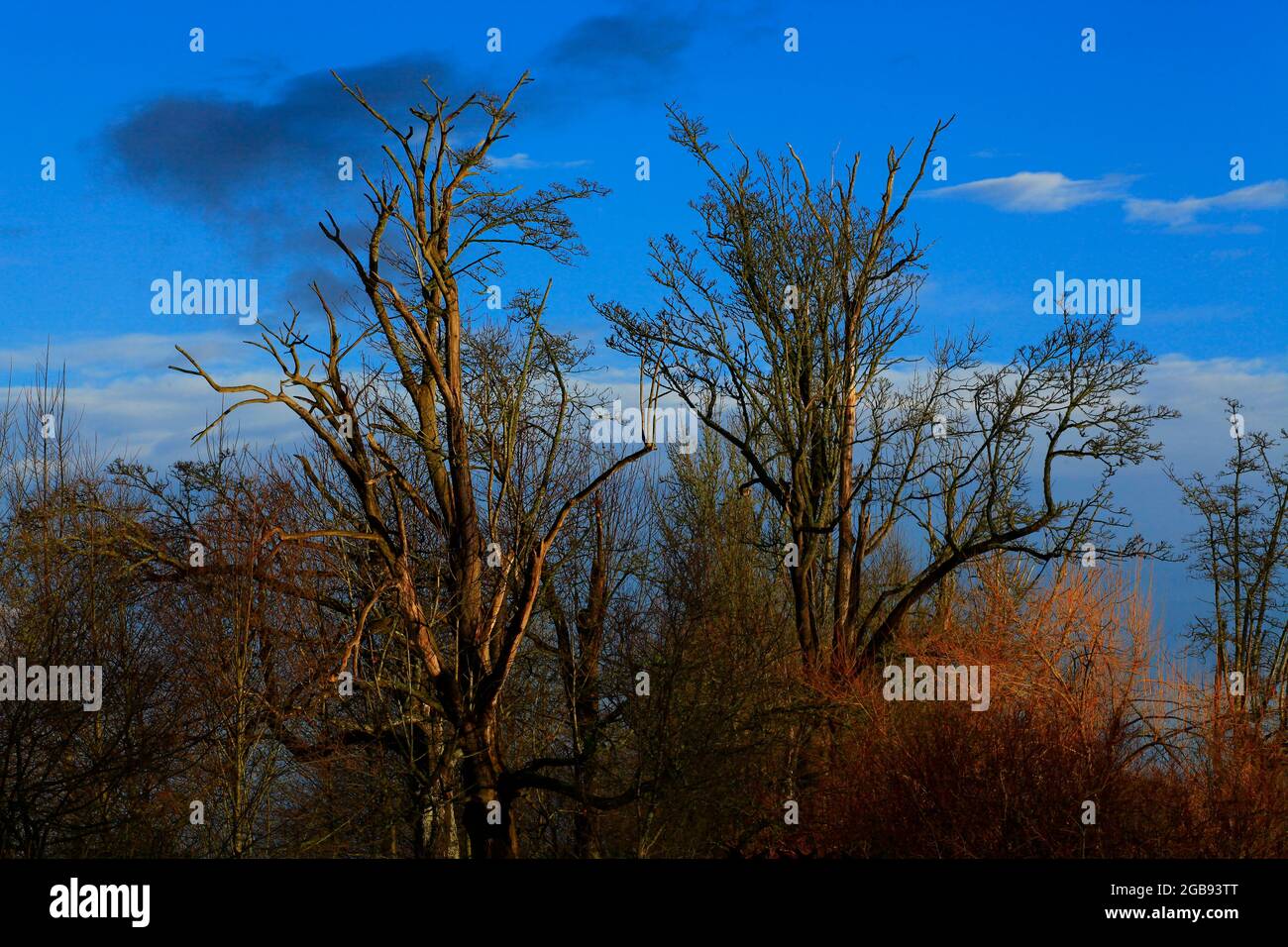 a exterior picture of an Pacific Northwest wetlands and Red willow ...