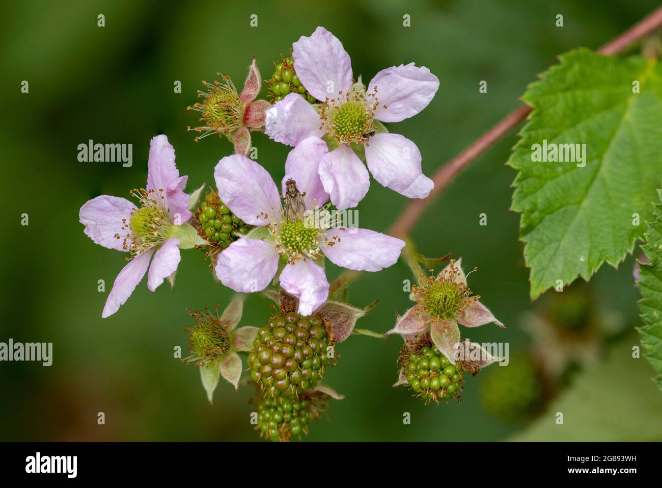 Blackberry blossom fruit hi-res stock photography and images - Alamy
