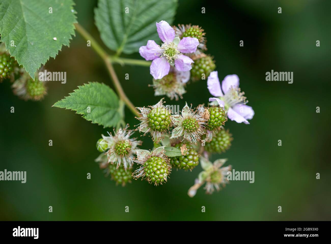 Blackberry blossom fruit hi-res stock photography and images - Alamy