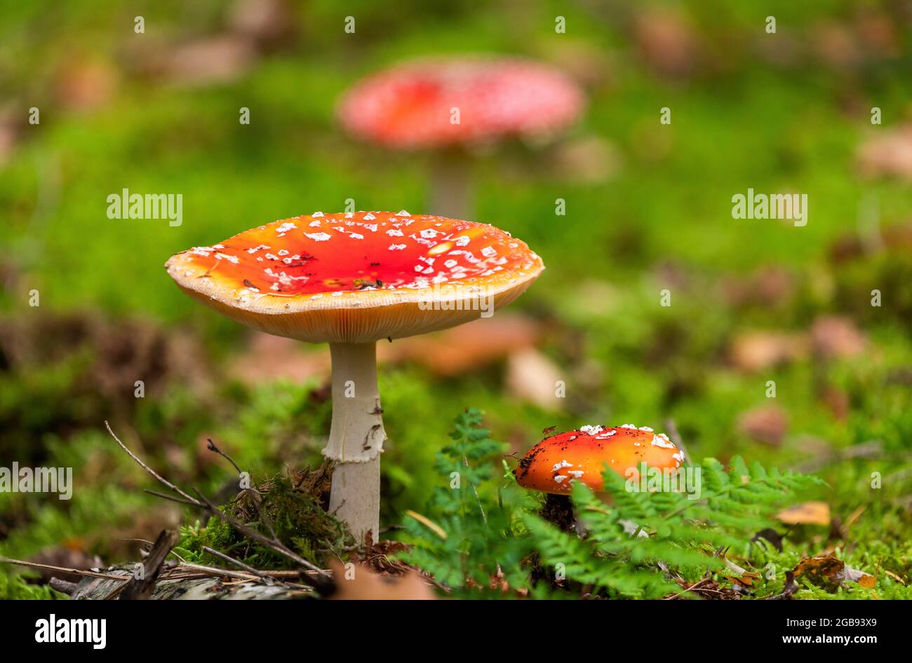 Fly agarics (Amanita muscaria), group at different ages, Germany Stock ...