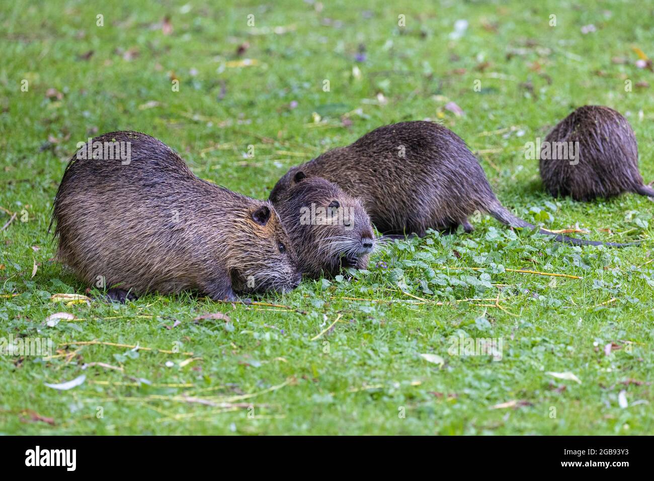 Nutria (Myocastor coypus) Family, Germany Stock Photo - Alamy