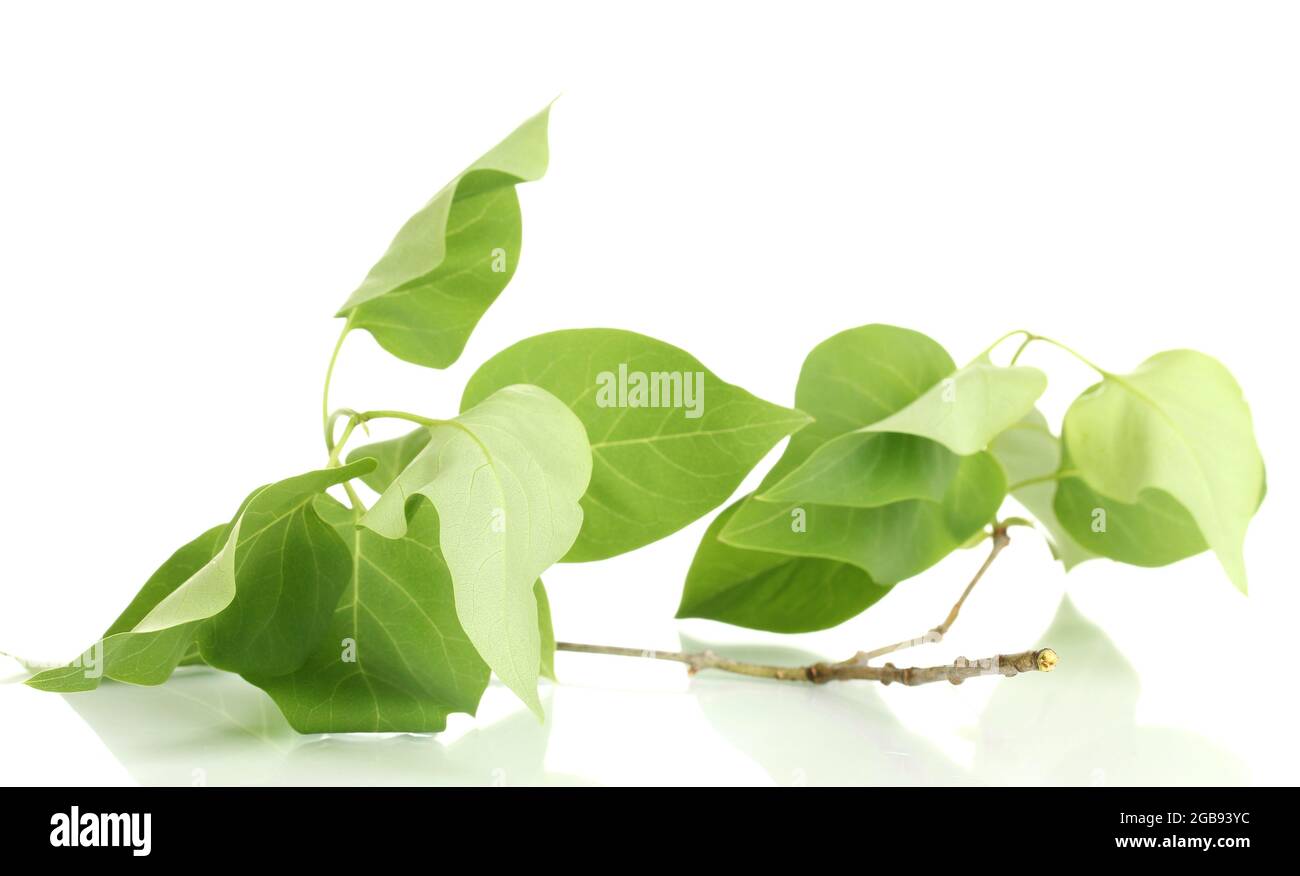 Branch with green leaves isolated on white Stock Photo - Alamy