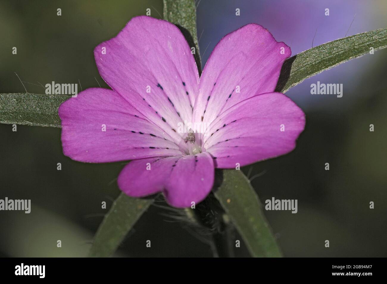 Common corncockle agrostemma githago hi-res stock photography and ...