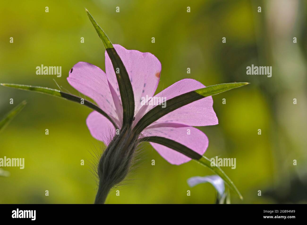 Common corncockle agrostemma githago hi-res stock photography and ...