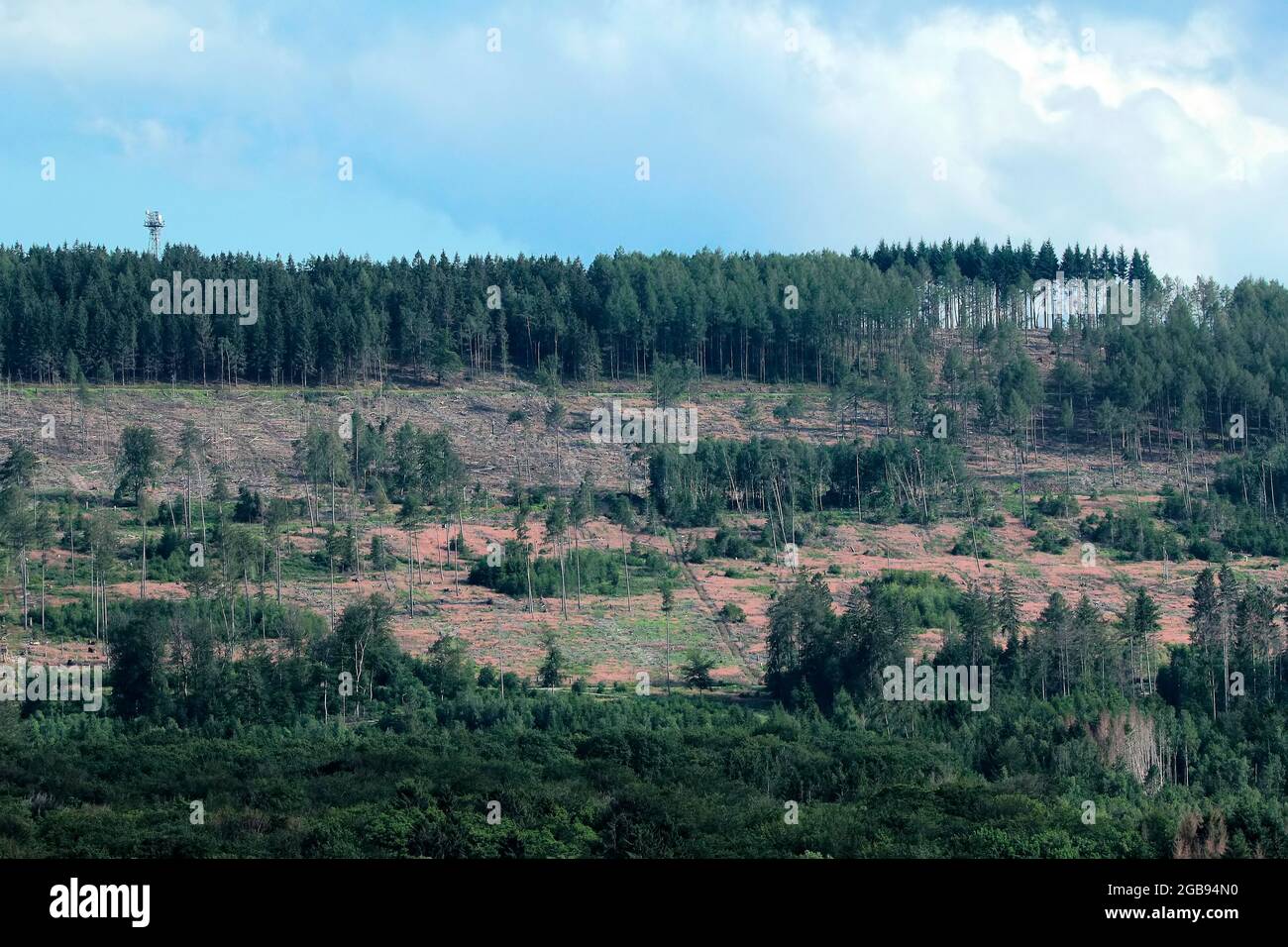 Clear-cutting in spruce forest after bark beetle infestation, Taunus ...