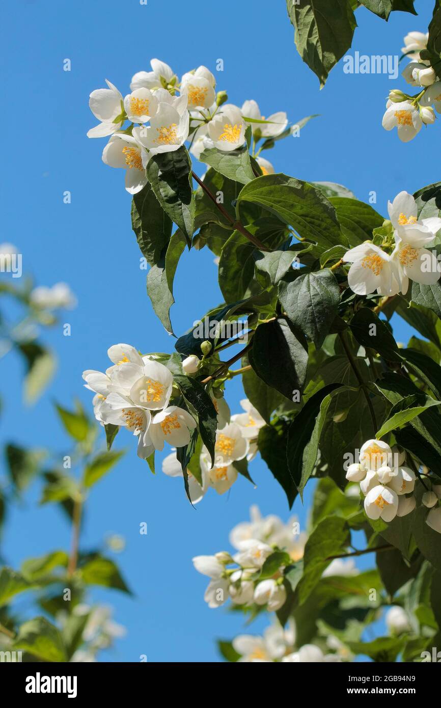 Jasmine jasminum officinale hi-res stock photography and images - Alamy