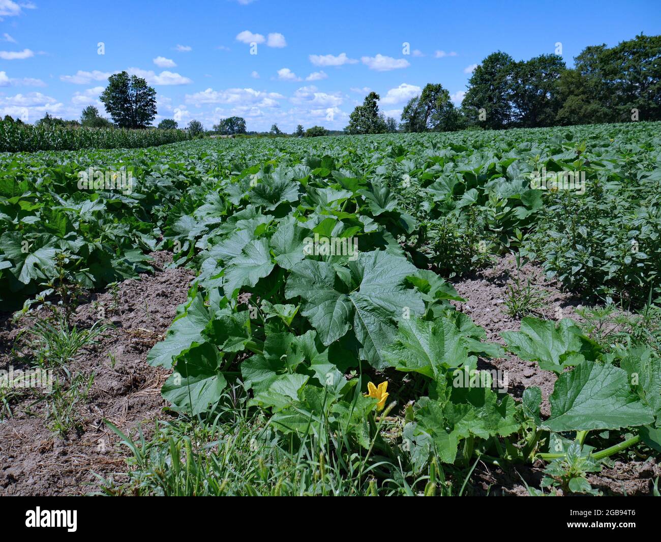 Field of zucchini plants growing on a farm Stock Photo - Alamy