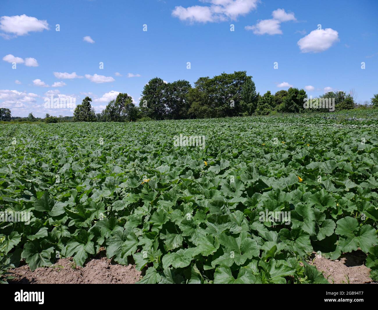 Field of zucchini plants growing on a farm Stock Photo - Alamy