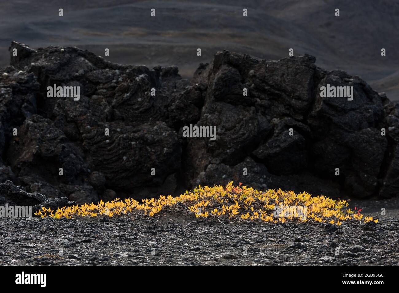 Autumn Arctic willow (Salix arctica) or Arctic Willow, Lava Desert ...
