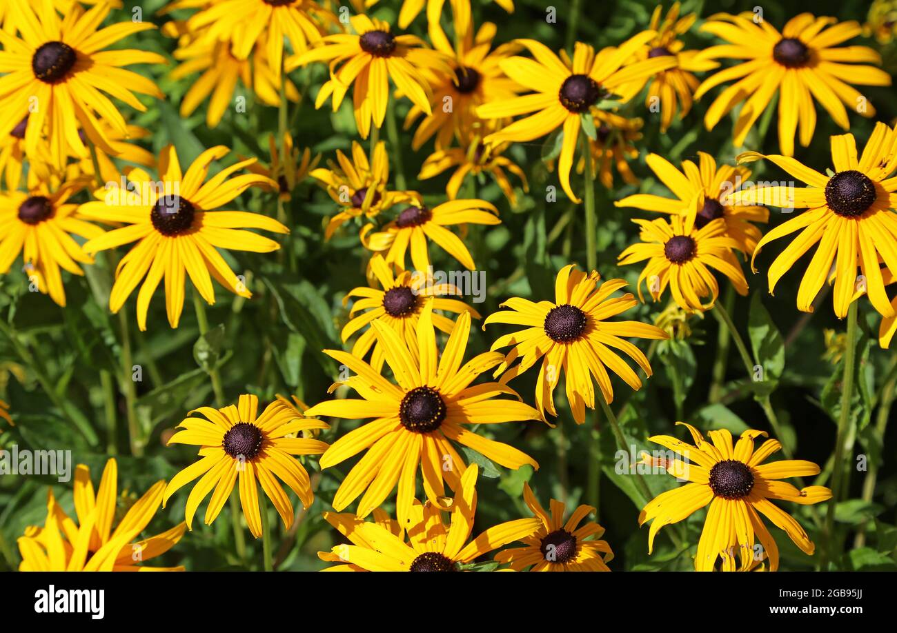Daisy center hi-res stock photography and images - Alamy