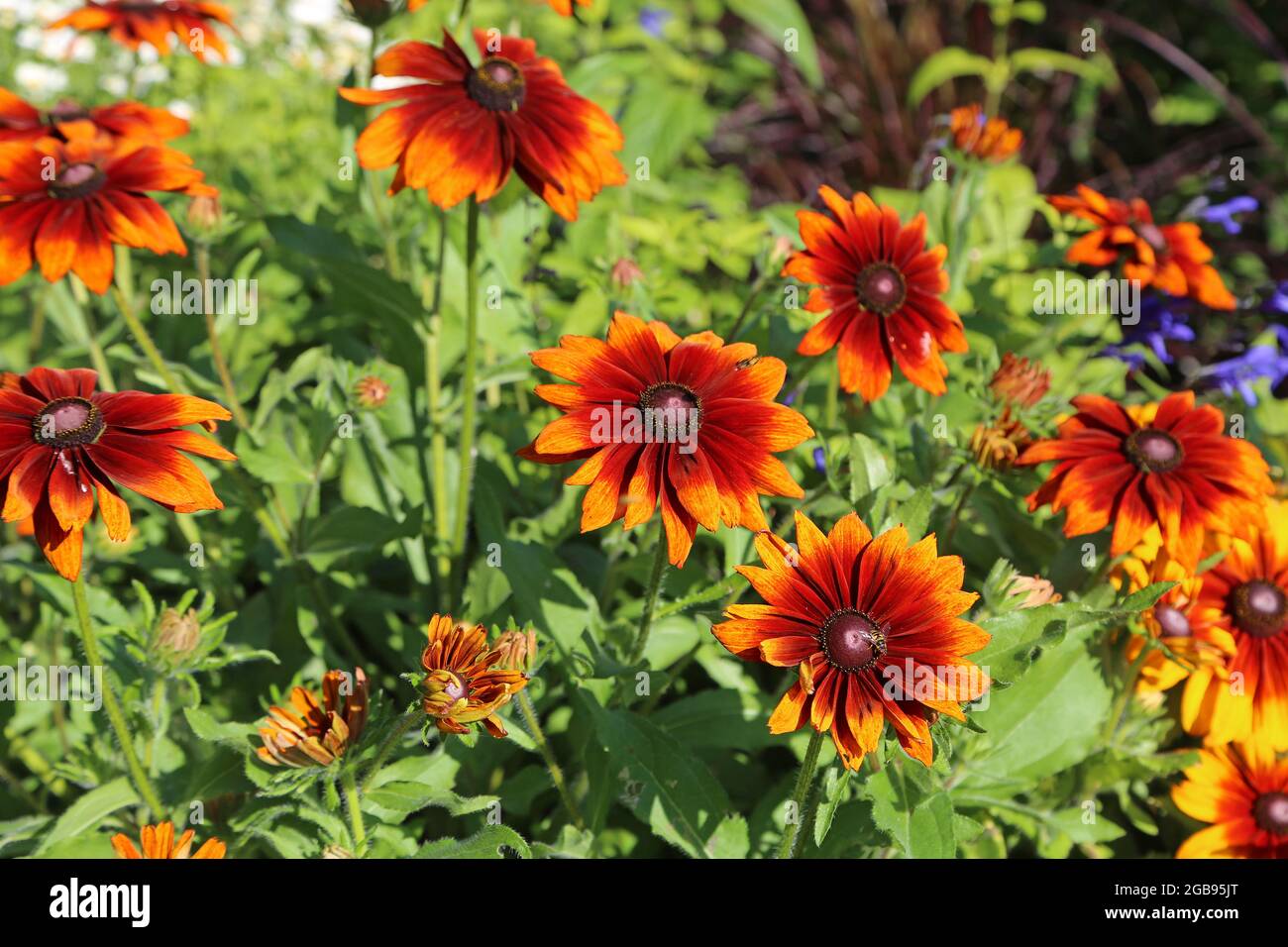 Rudbeckia leaves hi-res stock photography and images - Alamy