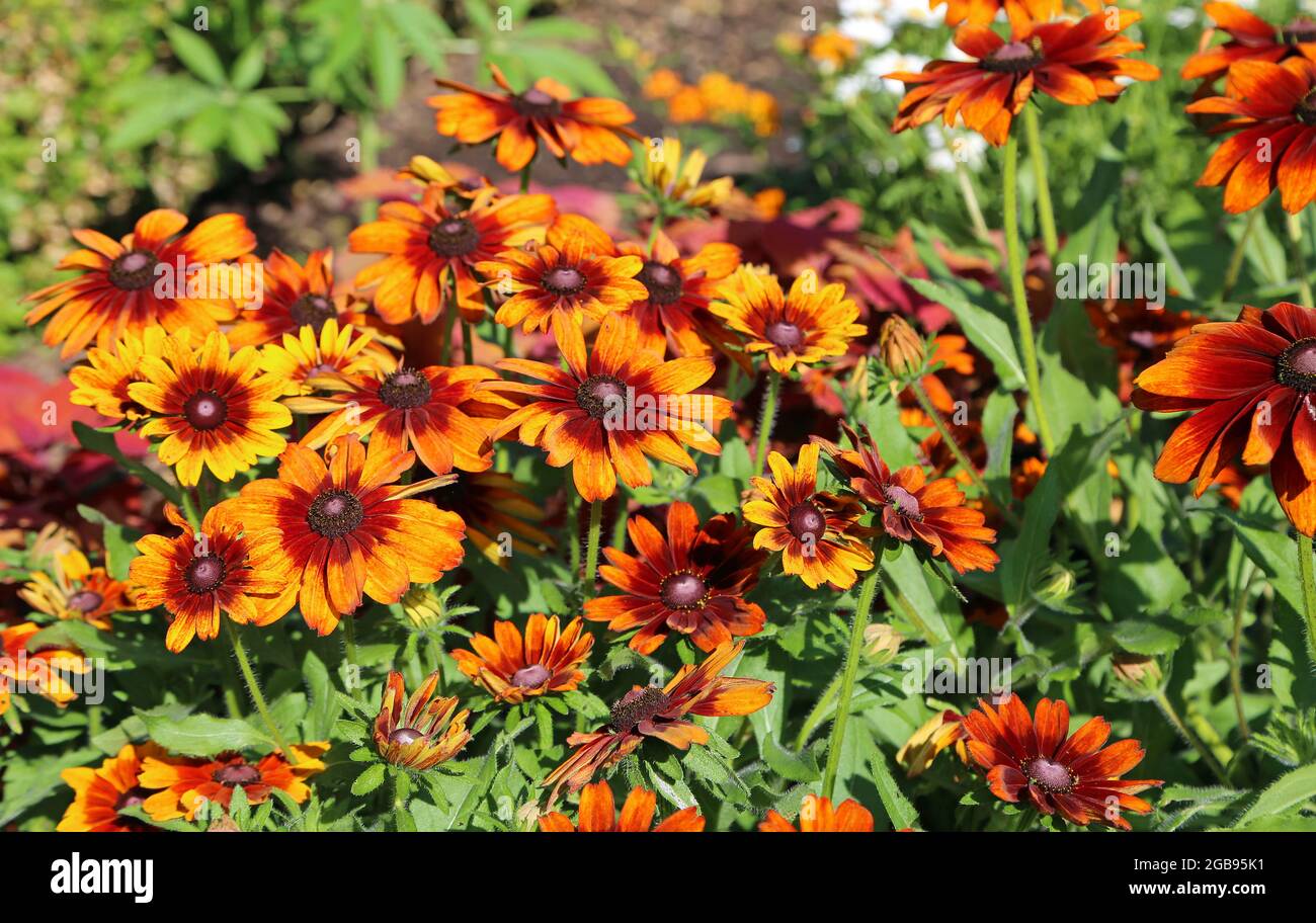 Red rudbeckia bush Stock Photo - Alamy