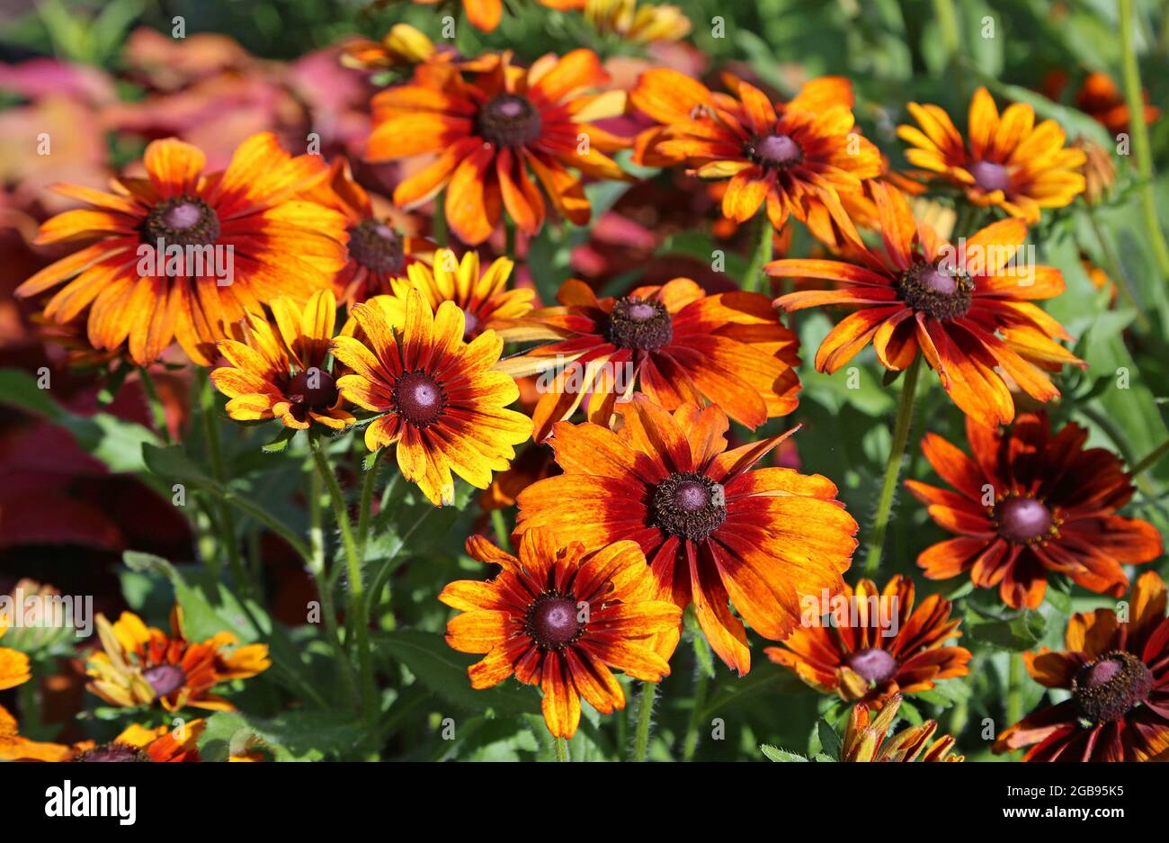 Red rudbeckia close up Stock Photo - Alamy
